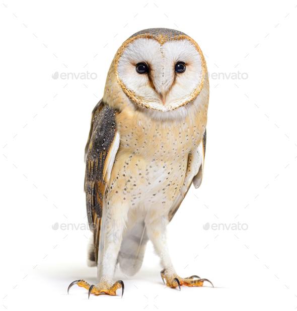 Barn Owl facing at the camera, Tyto alba, standing, isolated Stock ...