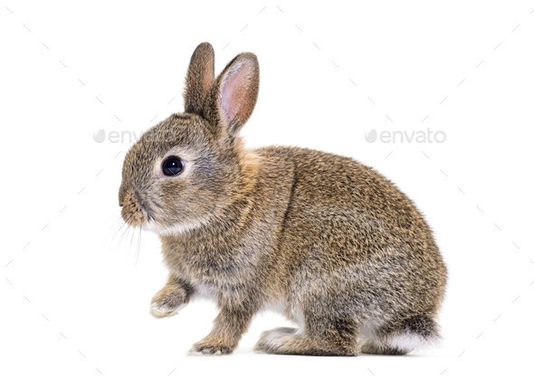 Side view of a Young European rabbit, Oryctolagus cuniculus Stock Photo ...