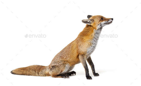 Side view of a Red fox looking up, two years old, isolated Stock Photo ...