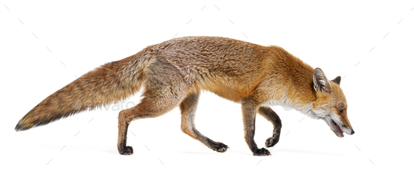 Side view of a Red fox looking down and walking away Stock Photo by ...