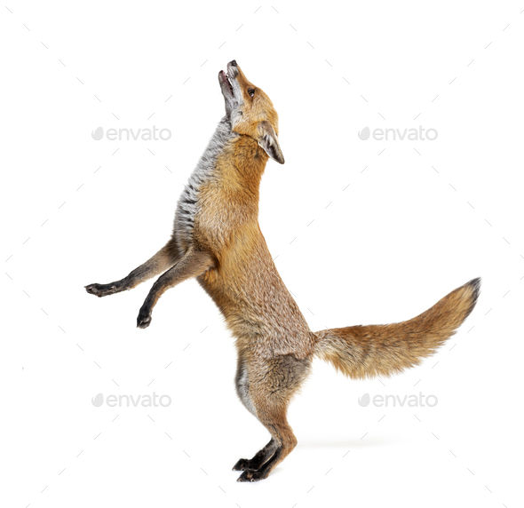 Red fox jumping looking up, two years old, isolated on white Stock ...