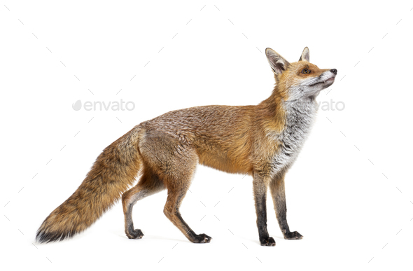 Side view of a Red fox looking up, two years old, isolated Stock Photo ...