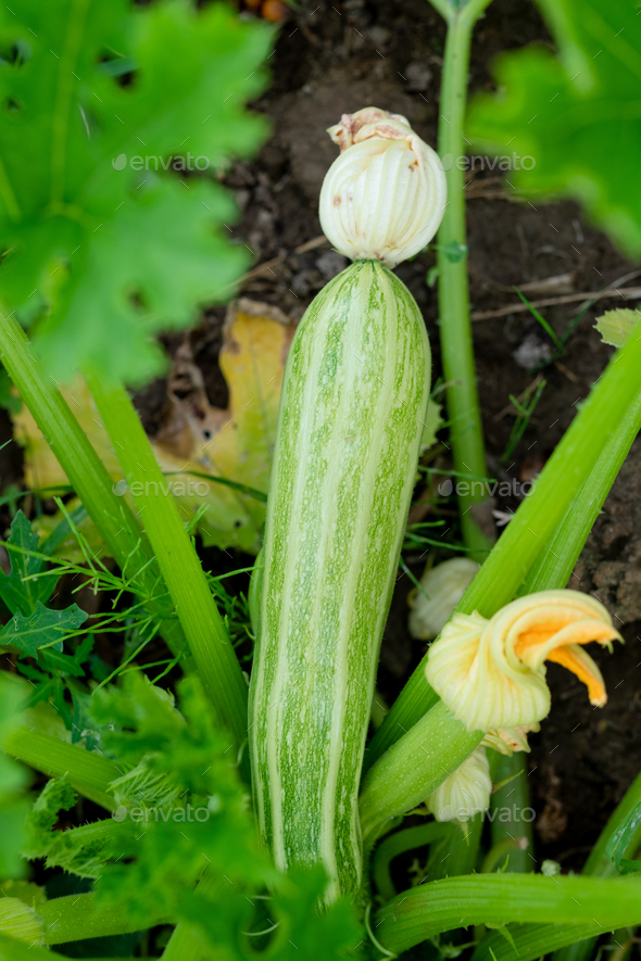 Small zucchini with a large flower. organically grown vegetables Stock ...
