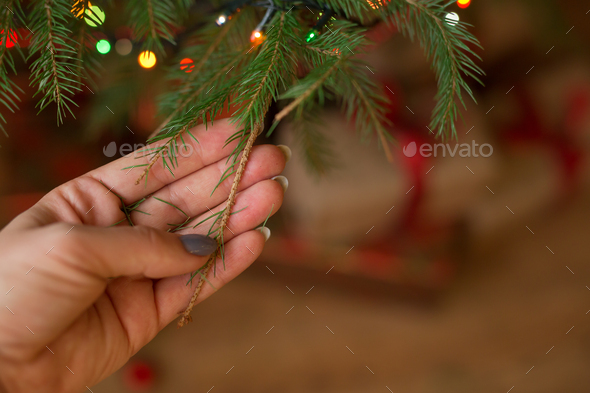 Branch of dry christmas tree in hand. Christmas tree needles are ...