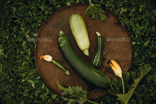 Zucchini, different in color and shape, on dish against the background ...