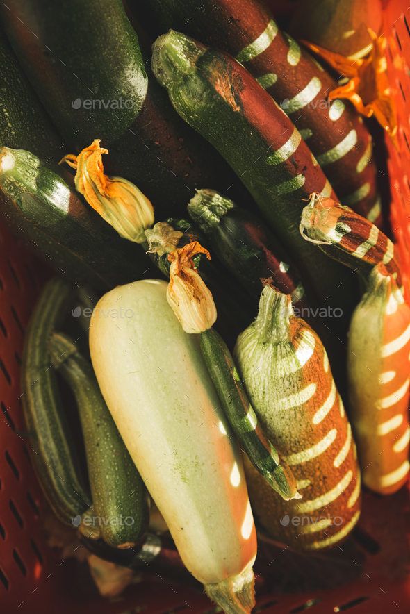 Zucchini different in color and shape in a basket with sun glare Stock ...