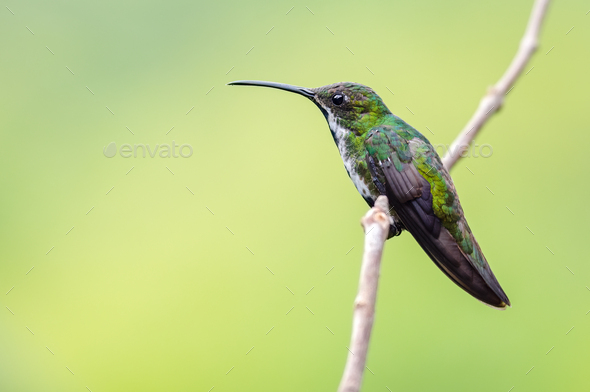 Black-throated Mango (anthracothorax nigricollis). Female hummingbird ...