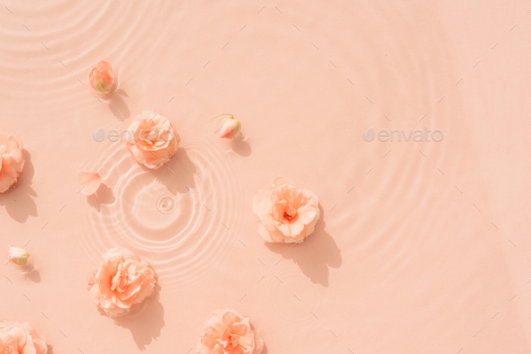 Pink aquatic, transparent water texture with ripples and drops and pink ...