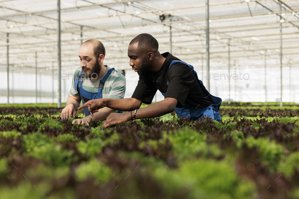 Selective focus on two men checking plants development pointing at ...