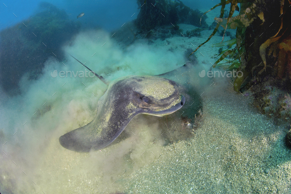 Feeding bat ray Stock Photo by joebelanger | PhotoDune