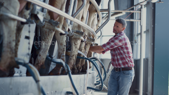 Farm worker checking milking automat on mechanical facility. Man ...
