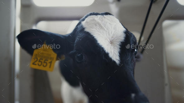 Young calf looking camera in veterinary compartment modern cowshed ...