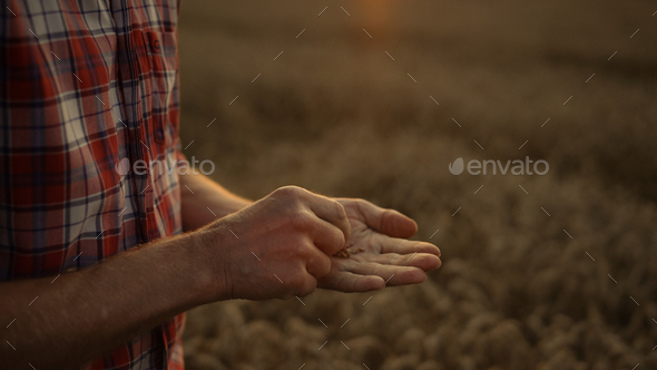 Farmer pour wheat grain at golden sunset closeup. Agricultural harvest ...