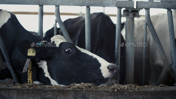 Healthy cow eating straw from feedlot in cowshed closeup. Cattle herd ...