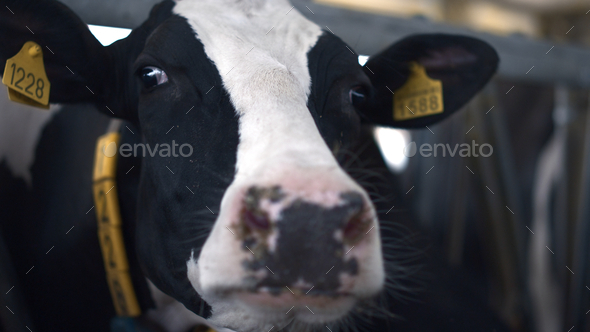 Cow looking camera living in big modern cowshed close up. Cattle eating ...