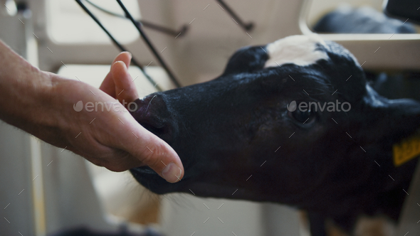 Farmer touching calf head close up. Small black white cow licking man ...