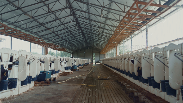 Cowshed newborn calves rearing animals for dairy farm. Cows living in ...