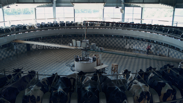 Technological cow milking carousel in modern automatic cowshed ...