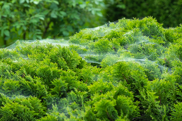 Thuja Occidentalis, western red cedar shrub with beautiful spider net ...