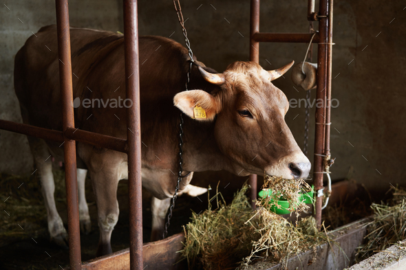 Cow eats hay from a feeder on a farm Stock Photo by Nadtochii | PhotoDune