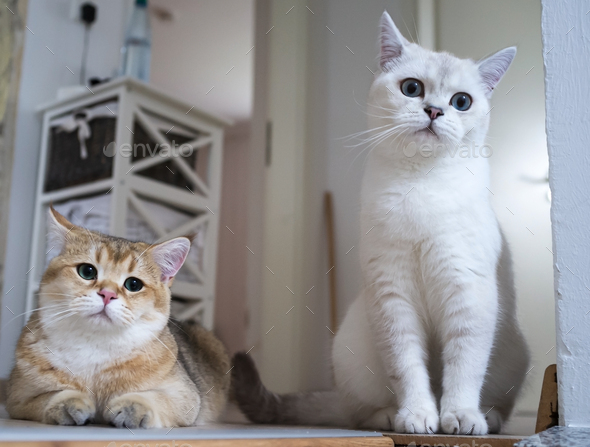 Two cute cats watching with interest, one lying on floor, other is ...
