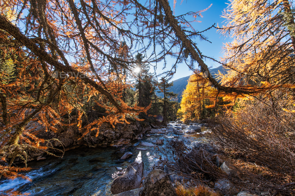 Autumn colors in a forest in the Swiss Alps Stock Photo by michelangeloop