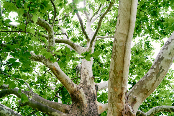 Large spreading plane tree. Close-up Stock Photo by Nadtochii | PhotoDune