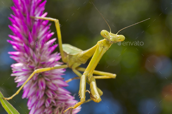 Praying Mantis, Tropical Rainforest, Costa Rica Stock Photo by ...