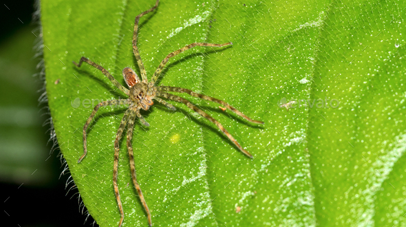 Spider, Tropical Rainforest, Costa Rica Stock Photo by AlbertoCarrera
