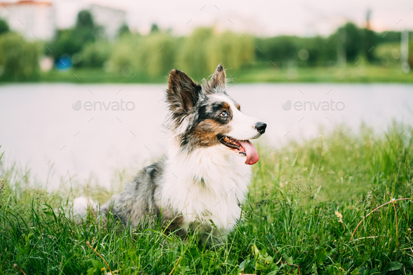 Funny Blue Merle Cardigan Welsh Corgi Dog Playing In Green Summer Grass ...