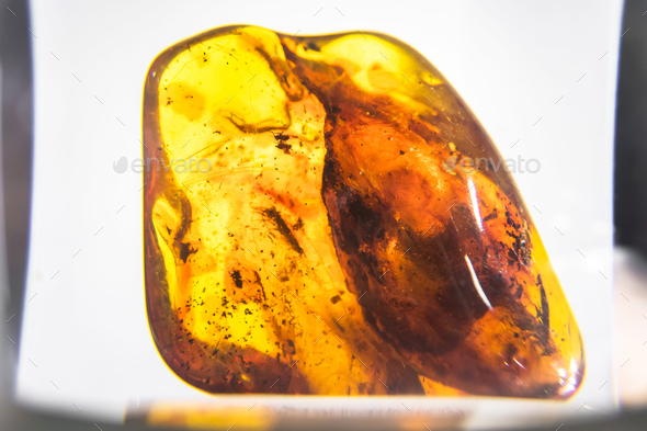 Genuine amber with insects fossil Stock Photo by KYNASTUDIO | PhotoDune