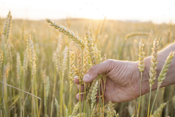 Wheat, rye in the hands of a farmer. Cultivation of crops. Yellow ...