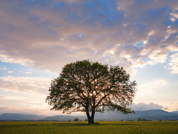 old oak tree over spring sunset sky Stock Photo by seleznev_photos