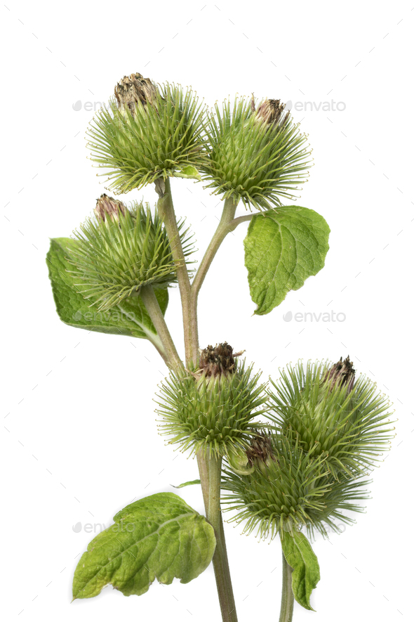 Fresh picked lesser burdock, little burdock on white background Stock ...