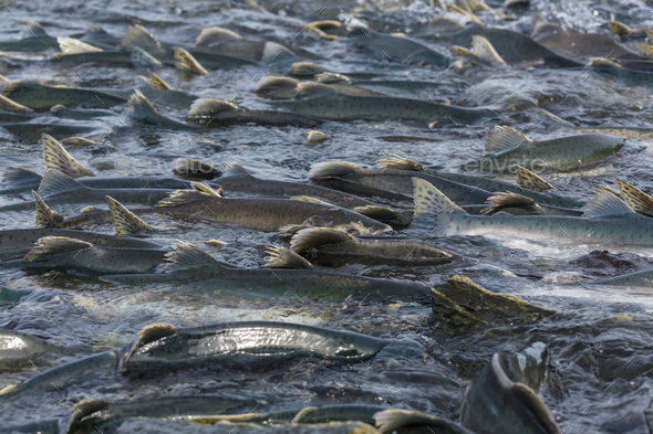 Spawning salmon Stock Photo by Galyna_Andrushko | PhotoDune