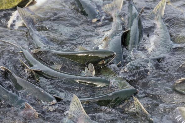 Spawning salmon Stock Photo by Galyna_Andrushko | PhotoDune
