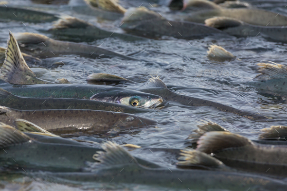 Spawning salmon Stock Photo by Galyna_Andrushko | PhotoDune