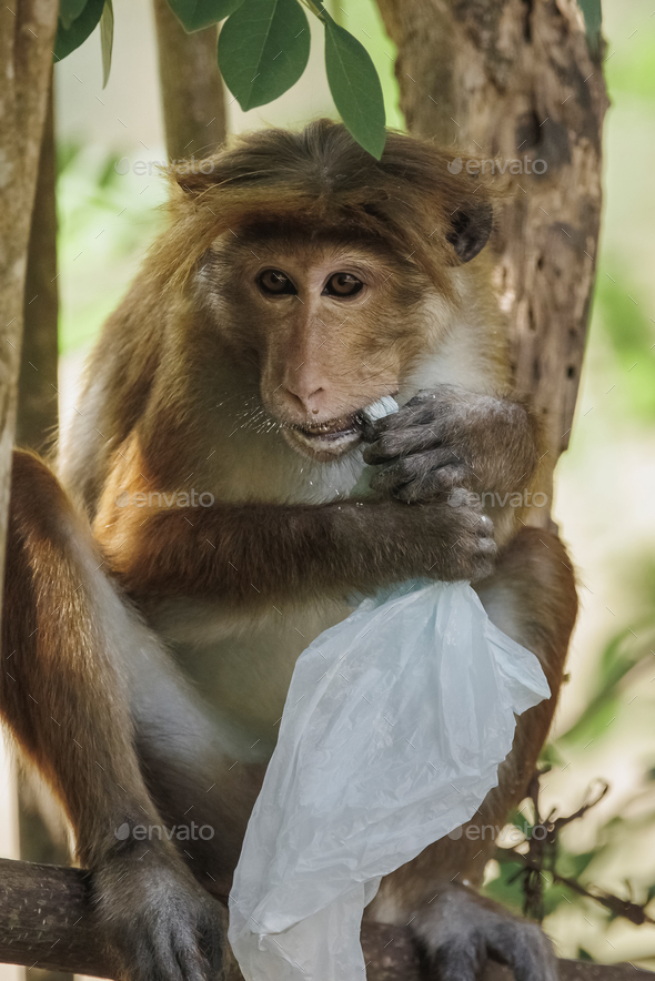 Plastic pollution in the jungle environmental problem. Monkey eating ...