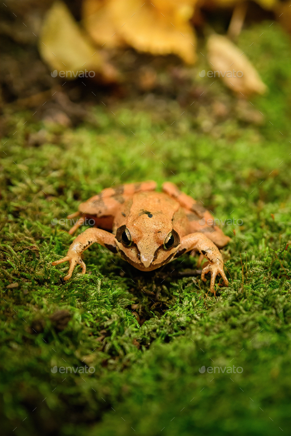 Close-up photo of a Agile frog - Rana dalmatina sitting on moss Stock ...