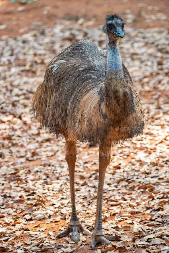 African ostrich standing and strolling around in zoo with dead and ...