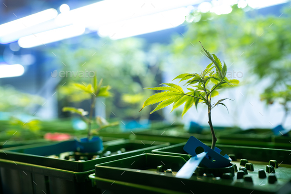 marijuana or ganja plant leaf growth in farm, agriculture crop ...