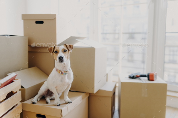 Horizontal shot of domestic animal sits on stack of carton boxes ...