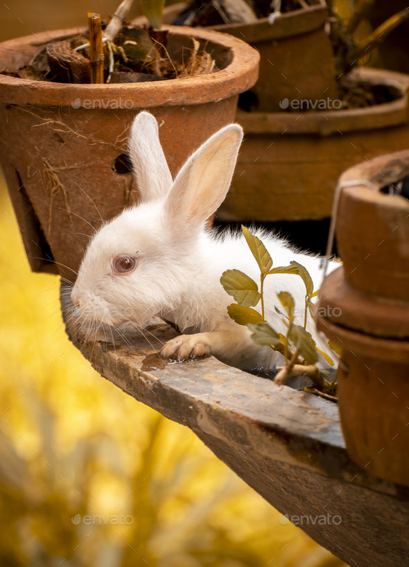 Rabbit peeking out from the muddy water pool. Cute furry white bunny ...