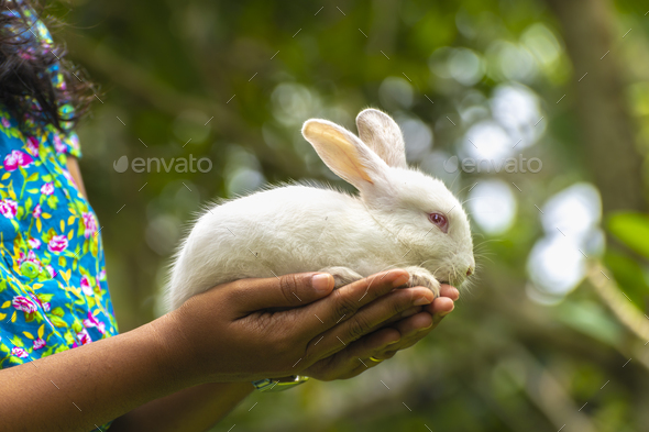 Albino Rabbit close-up portraiture photograph. Holding the cute rabbit ...