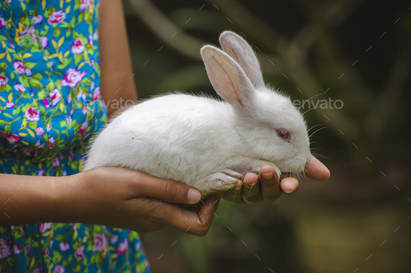 Holding an innocent furry animal in the hands. White albino bunny ...