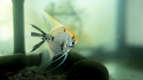 Angle fish isolated in a freshwater aquarium glass tank. Stock Photo by ...