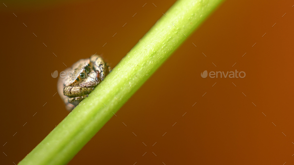 Jumping spider staring at the camera, Isolated spider resting on a stem ...