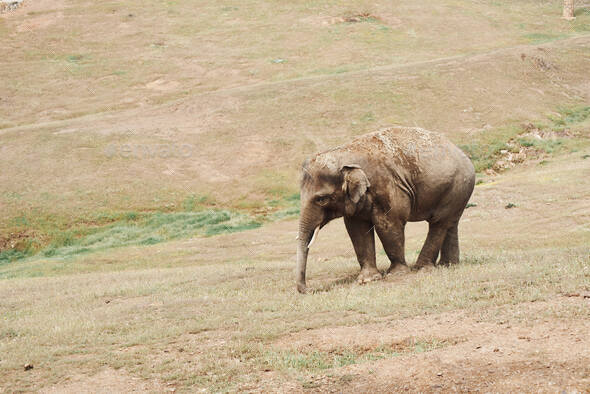 Photograph taken of a lone elephant in the savannah Stock Photo by yosss1