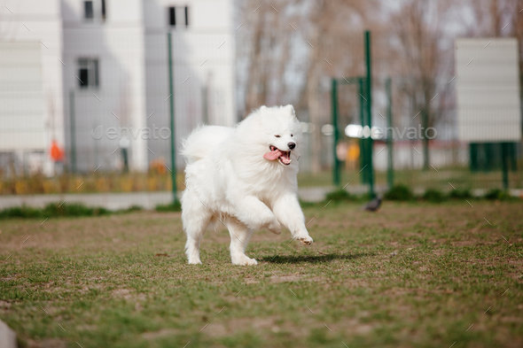 Samoyed dog running and playing in the park. Big white fluffy dogs on a ...