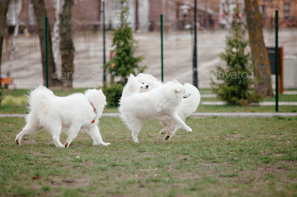 Samoyed dog running and playing in the park. Big white fluffy dogs on a ...